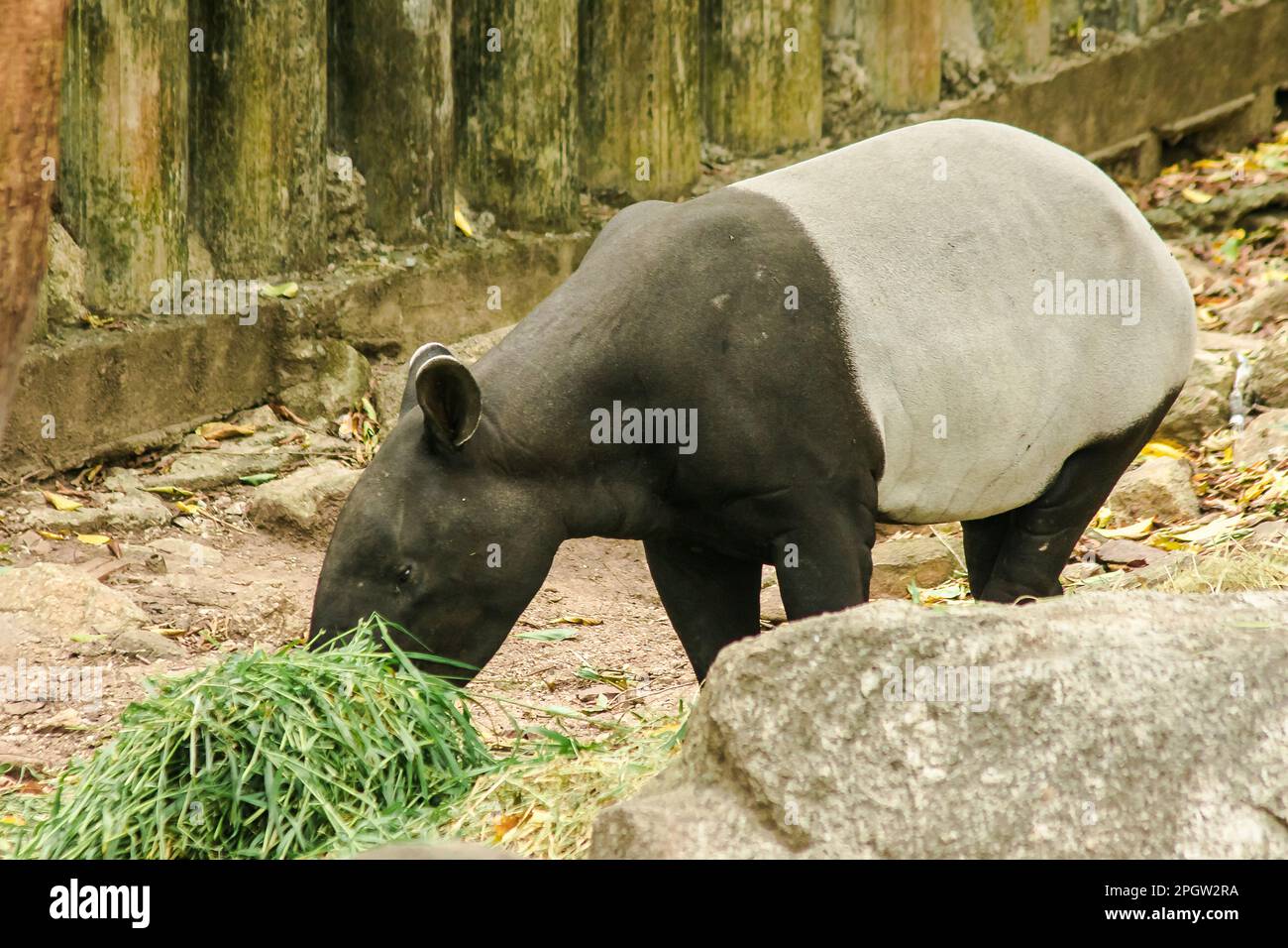 Malayan Tapir (Tapirus indicus) lies on the ground. Malayan Tapir is a ...
