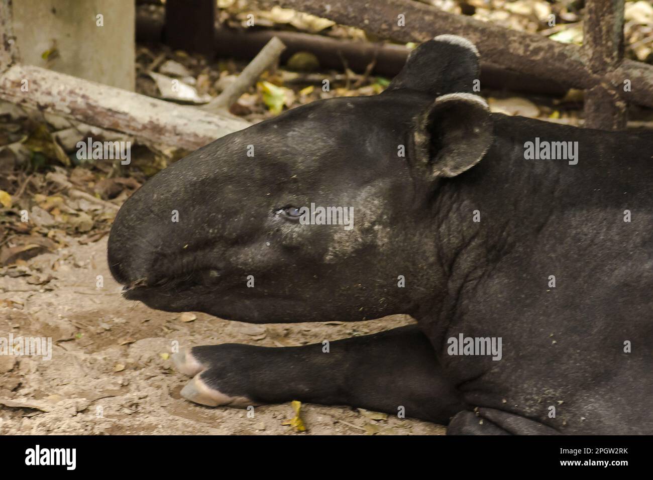 Malayan Tapir (Tapirus indicus) lies on the ground. Malayan Tapir is a ...