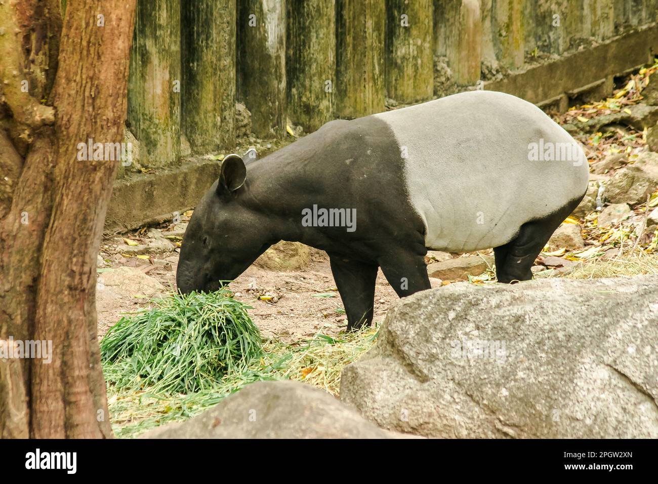 Malayan Tapir (Tapirus indicus) lies on the ground. Malayan Tapir is a ...
