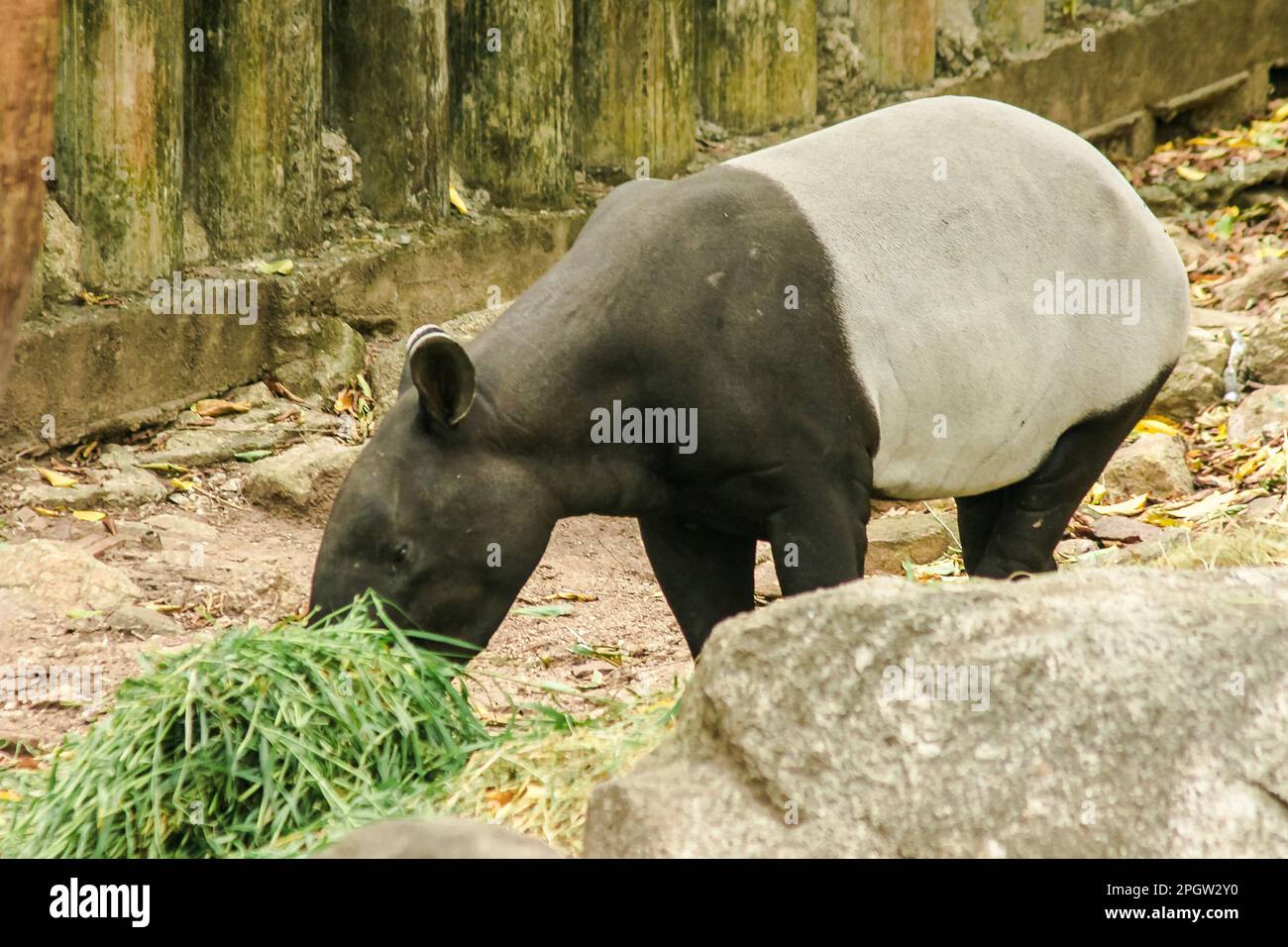 Malayan Tapir (Tapirus indicus) lies on the ground. Malayan Tapir is a ...