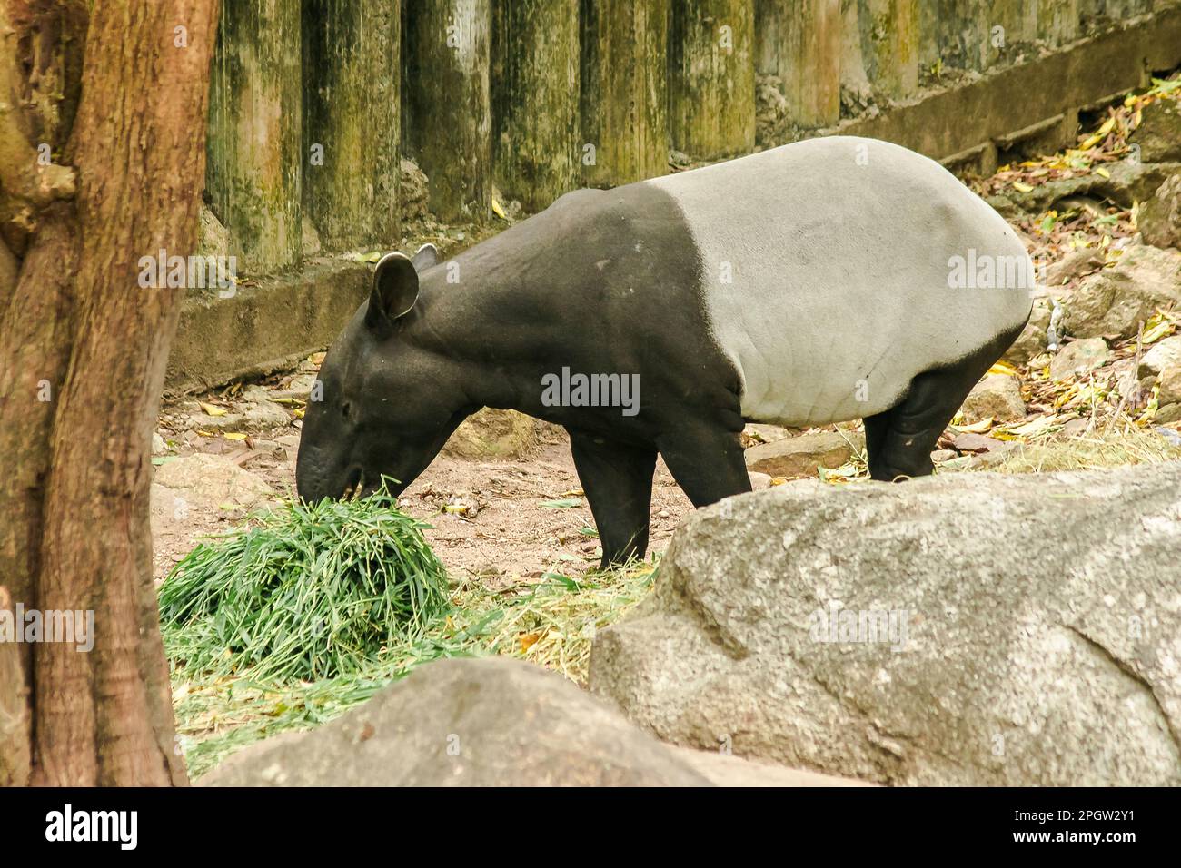 Malayan Tapir (Tapirus indicus) lies on the ground. Malayan Tapir is a ...