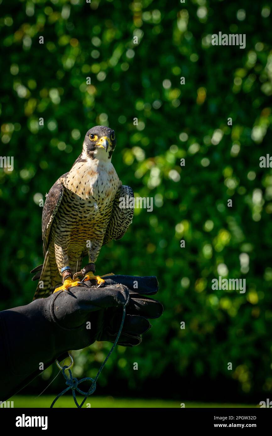 Shaheen falcon hi-res stock photography and images - Alamy