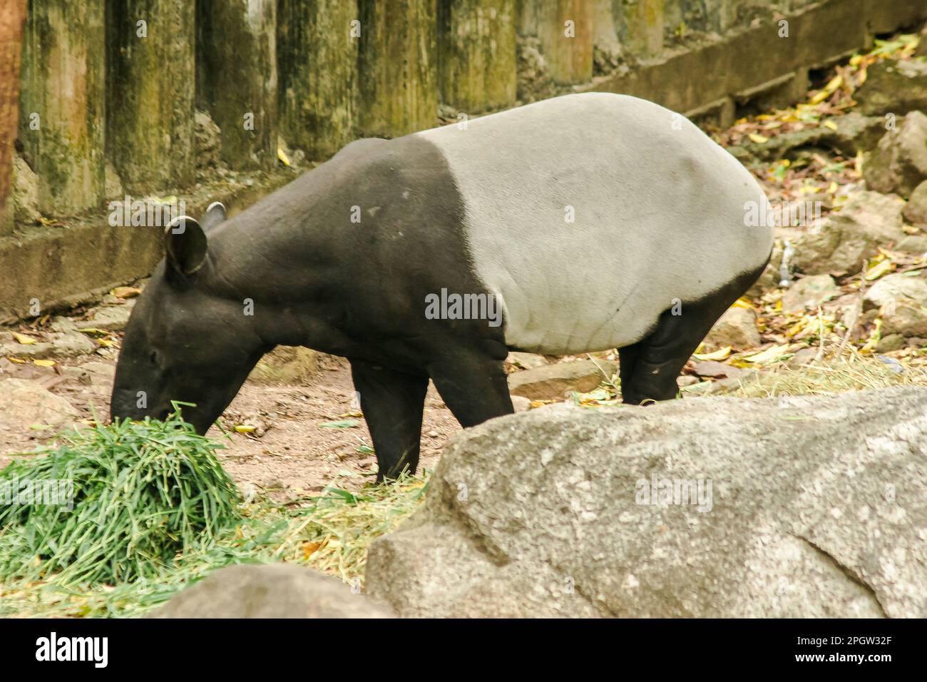 Malayan Tapir (Tapirus indicus) lies on the ground. Malayan Tapir is a ...