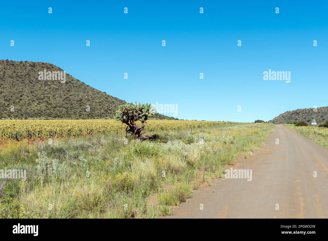 A field of sunflowers and a prickly pear next to road S129 between ...