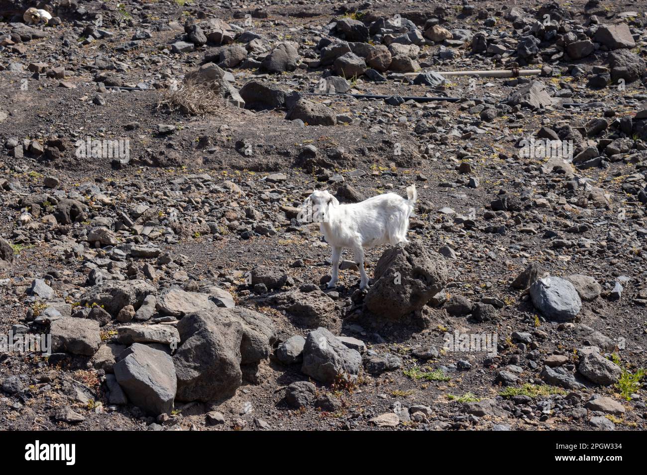 Goat island winter hi-res stock photography and images - Alamy