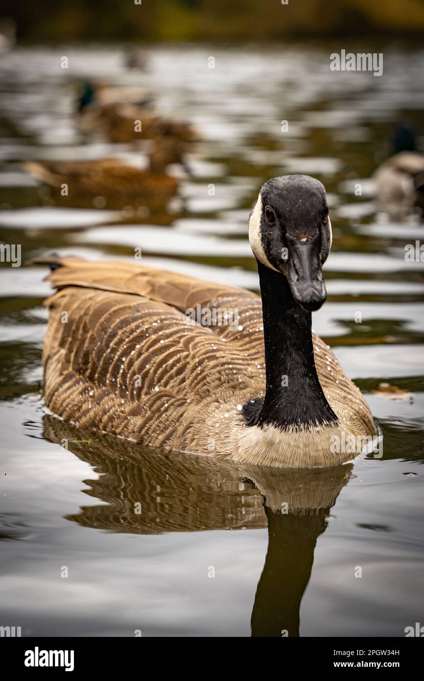 A large gray goose seen gracefully gliding through the water in a ...