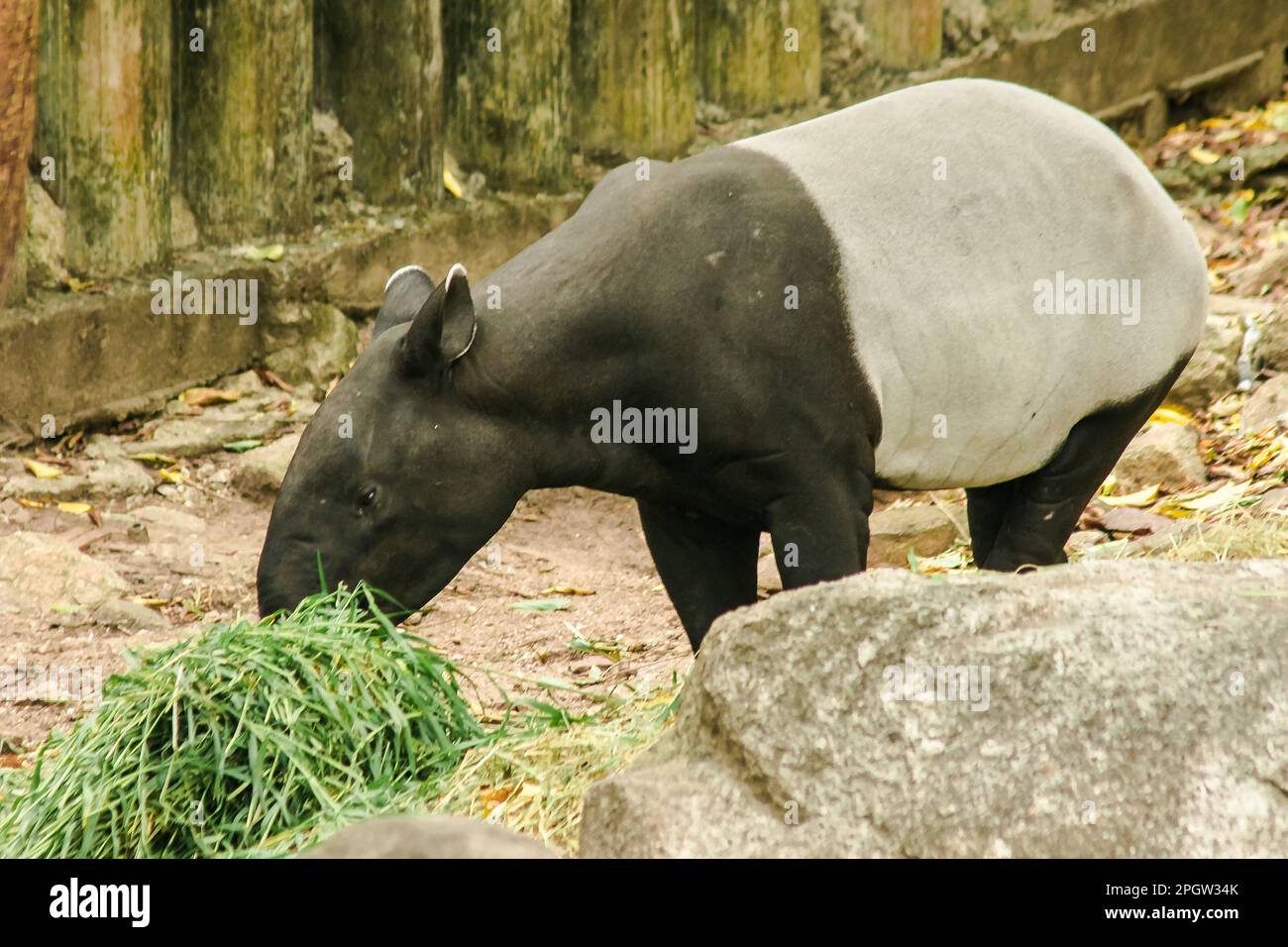Malayan Tapir (Tapirus indicus) lies on the ground. Malayan Tapir is a ...
