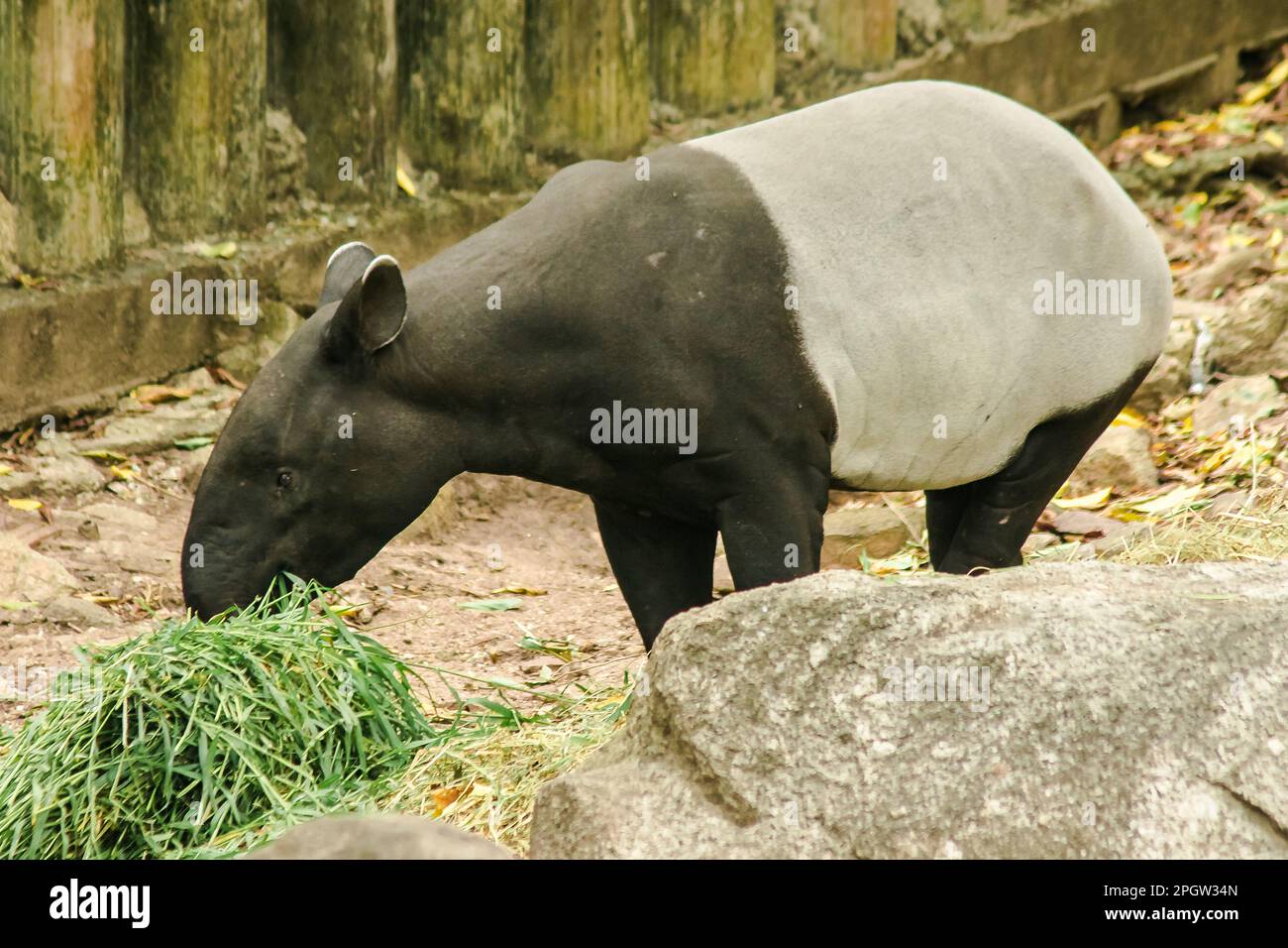 Malayan Tapir (Tapirus indicus) lies on the ground. Malayan Tapir is a ...