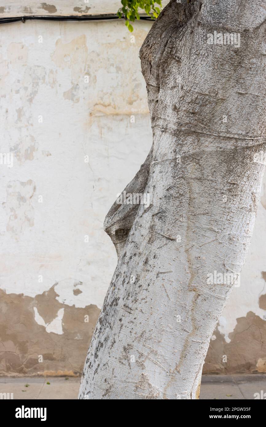 Detail of a white color of tree trunk. Ficus benjamina growing on the ...