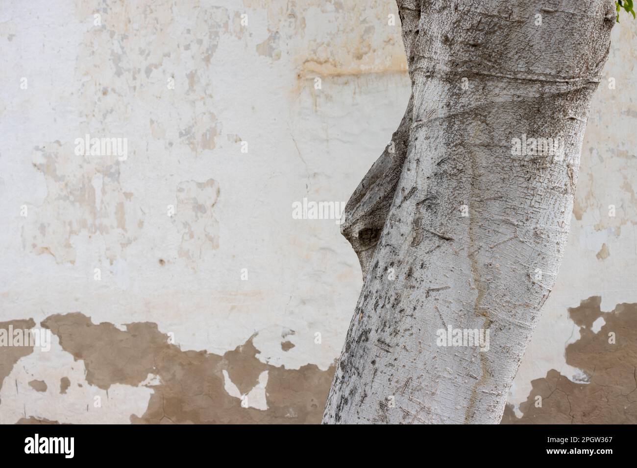 Detail of a white color of tree trunk. Ficus benjamina growing on the ...