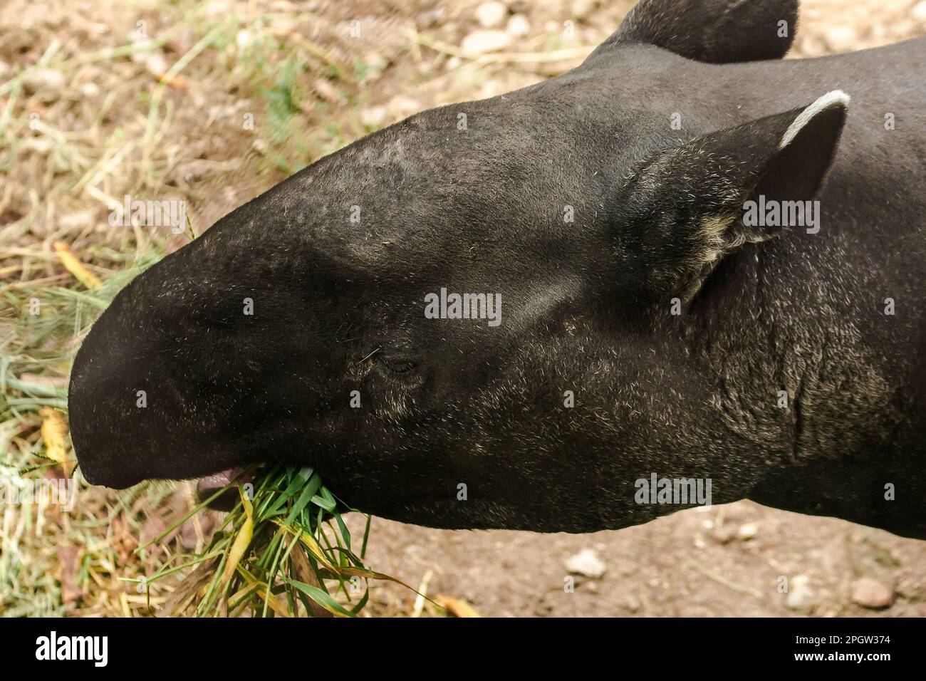 Malayan Tapir (Tapirus indicus) lies on the ground. Malayan Tapir is a ...