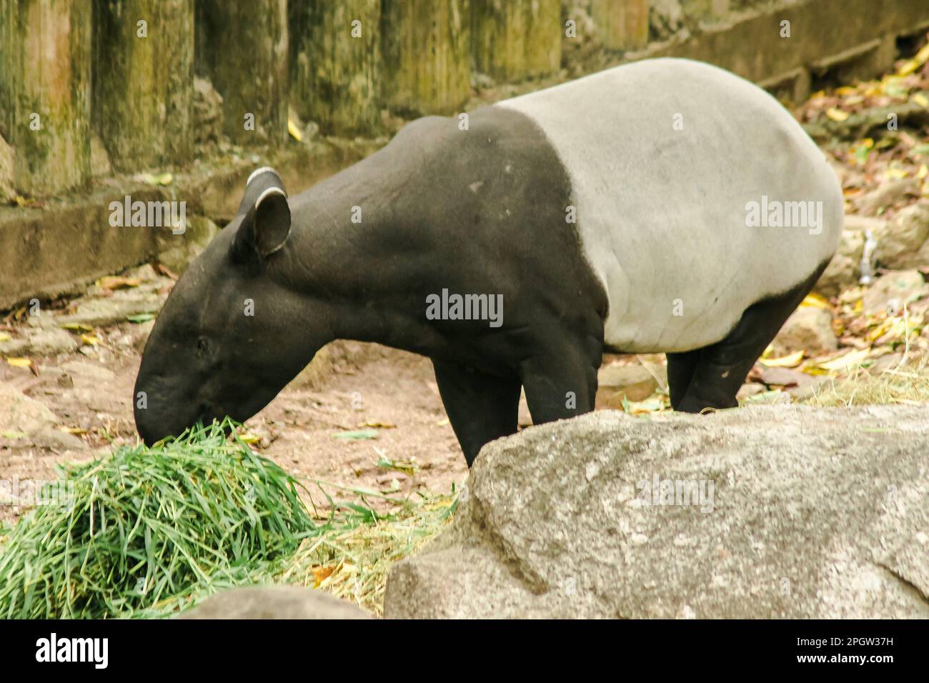 Malayan Tapir (Tapirus indicus) lies on the ground. Malayan Tapir is a ...