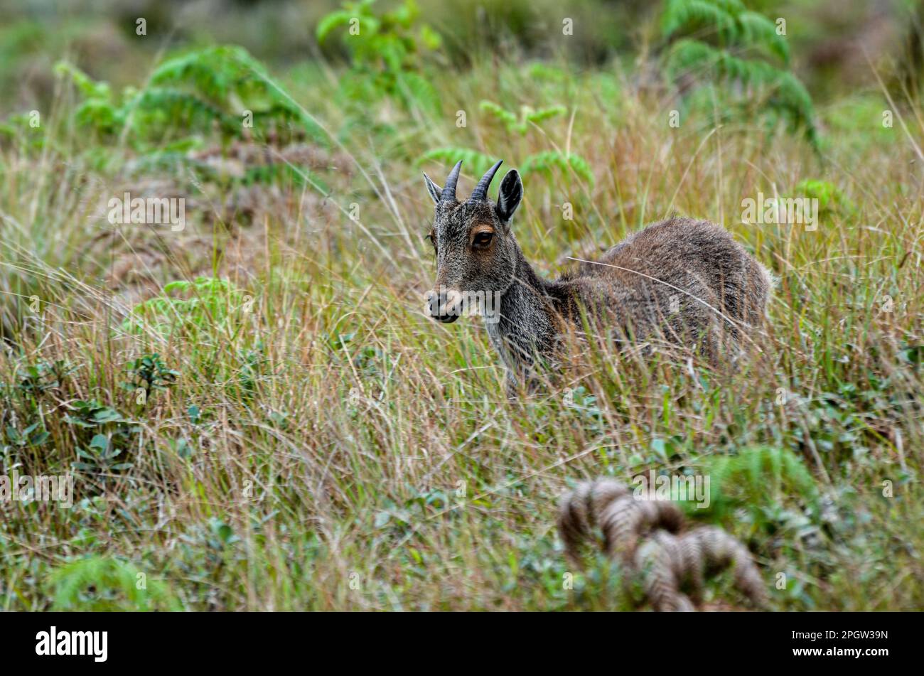 Nilgiri Tahr, a type of wild goat, a protected species found in the ...
