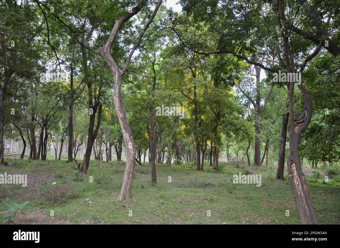Sandalwood forest at Marayoor, near Munnar, Kerala, India Stock Photo ...