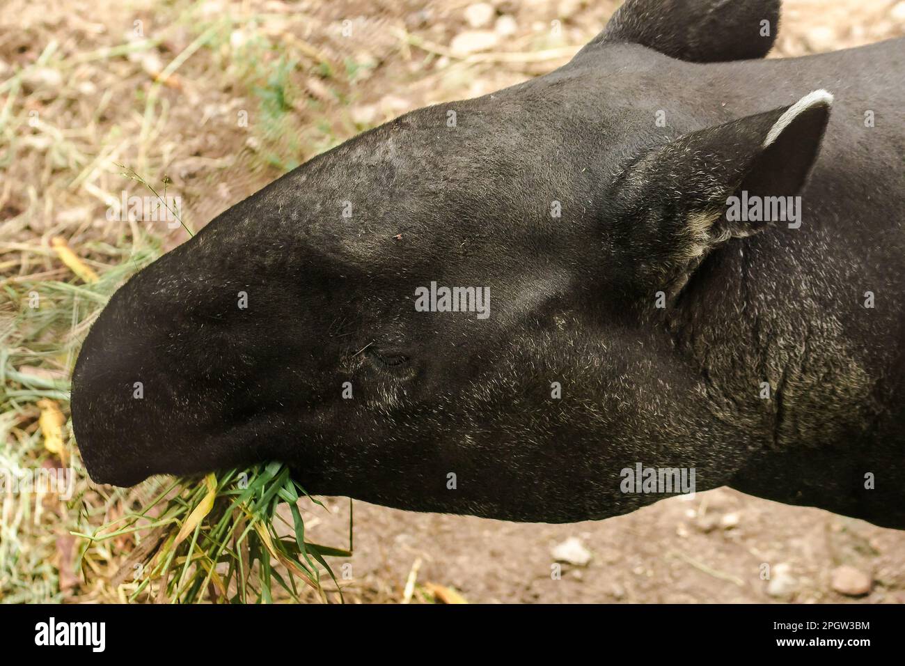 Malayan Tapir (Tapirus indicus) lies on the ground. Malayan Tapir is a ...