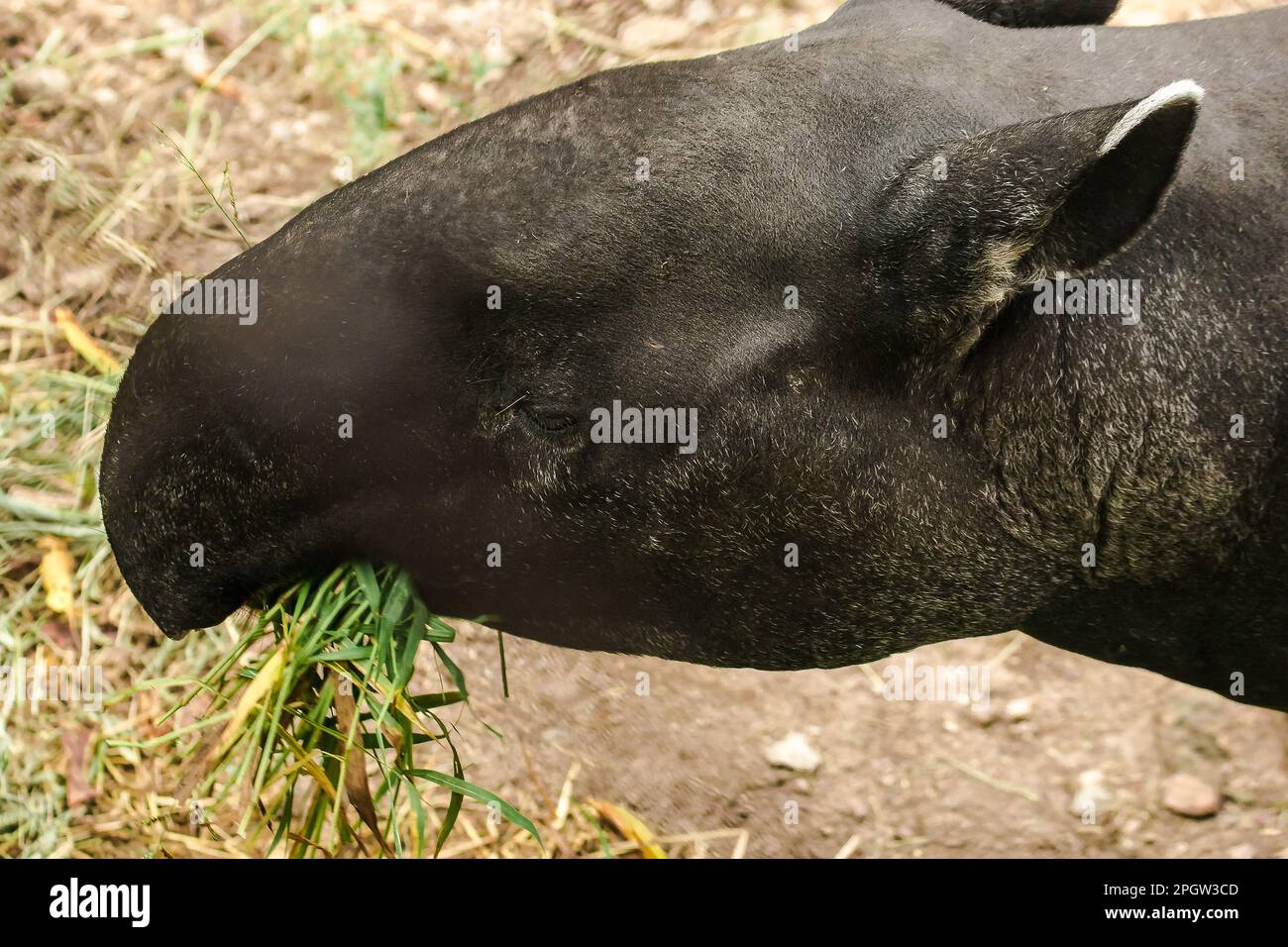 Malayan Tapir (Tapirus indicus) lies on the ground. Malayan Tapir is a ...