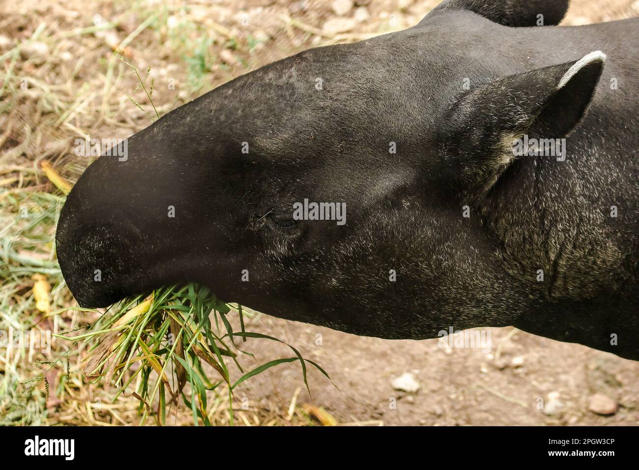Malayan Tapir (Tapirus indicus) lies on the ground. Malayan Tapir is a ...