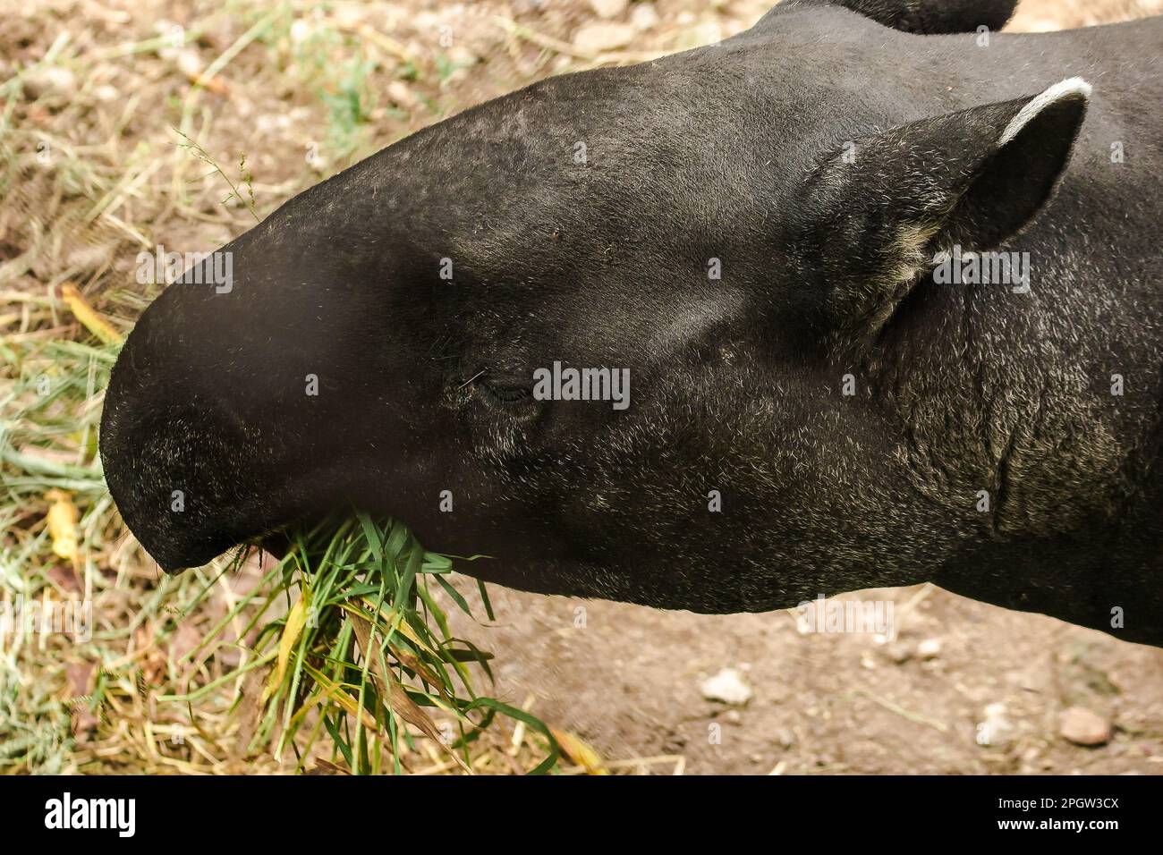 Malayan Tapir (Tapirus indicus) lies on the ground. Malayan Tapir is a ...