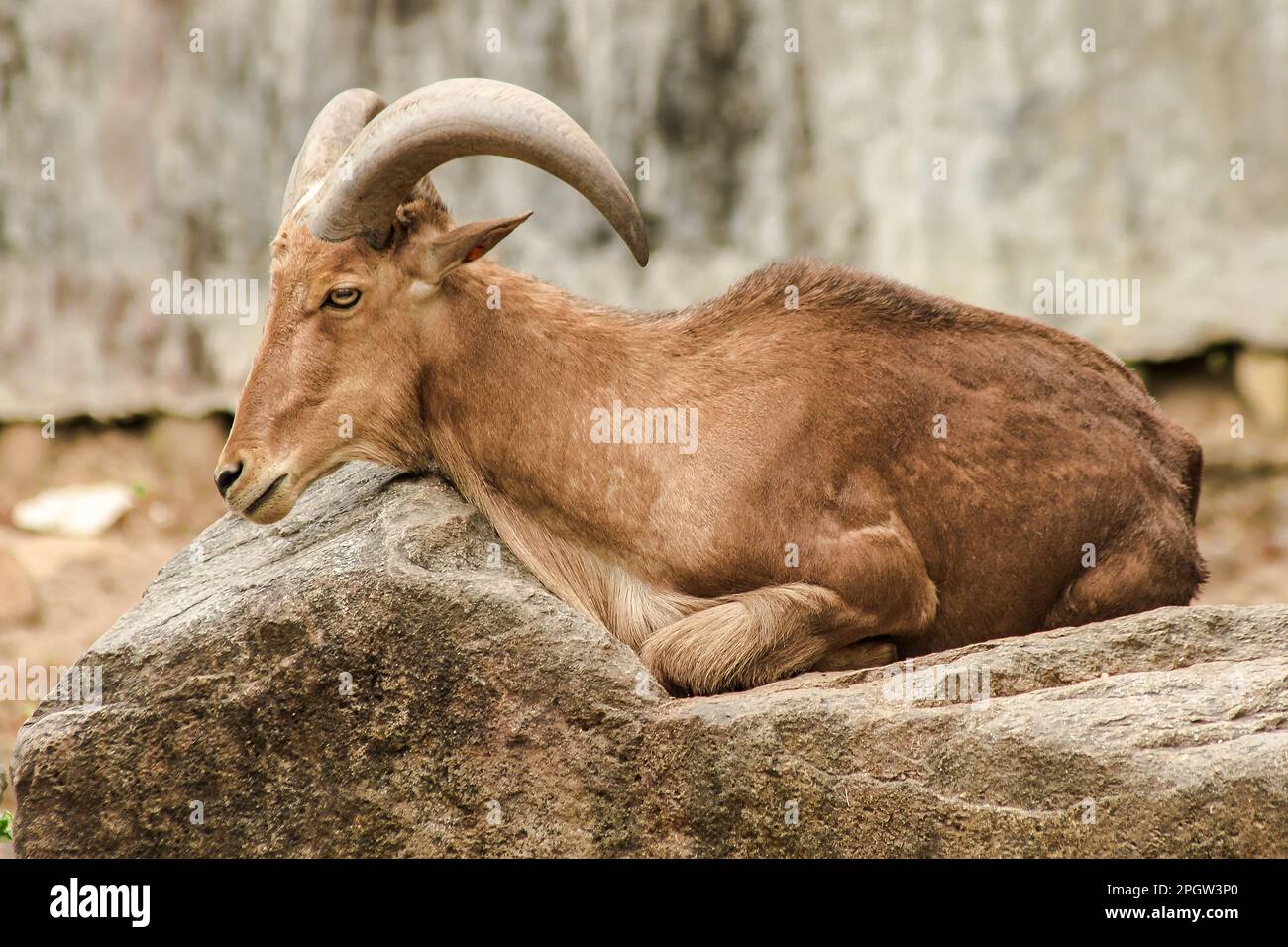 Barbary Sheep standing on a rock. Barbary Sheep are large sheep. Light ...