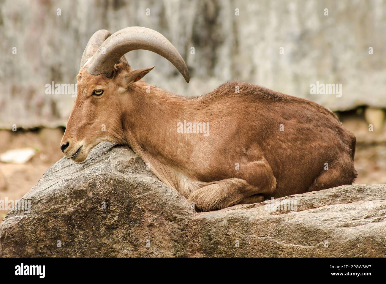 Barbary Sheep standing on a rock. Barbary Sheep are large sheep. Light ...