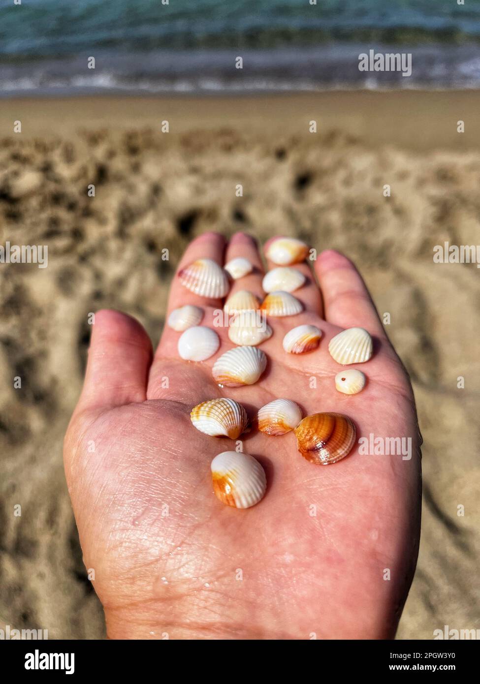 Gathering seashells hi-res stock photography and images - Alamy