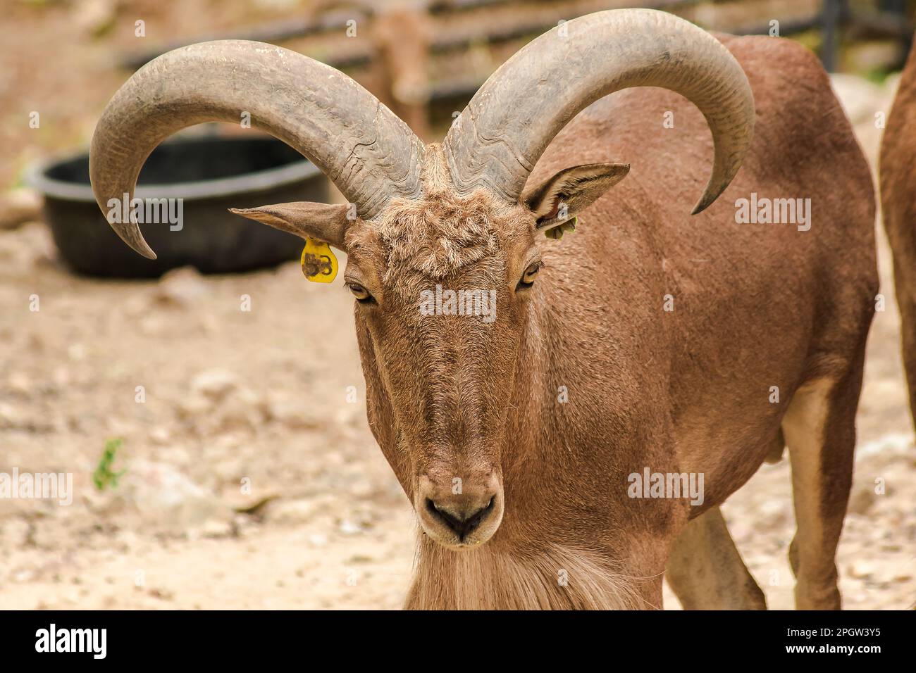 Barbary Sheep standing on a rock. Barbary Sheep are large sheep. Light ...