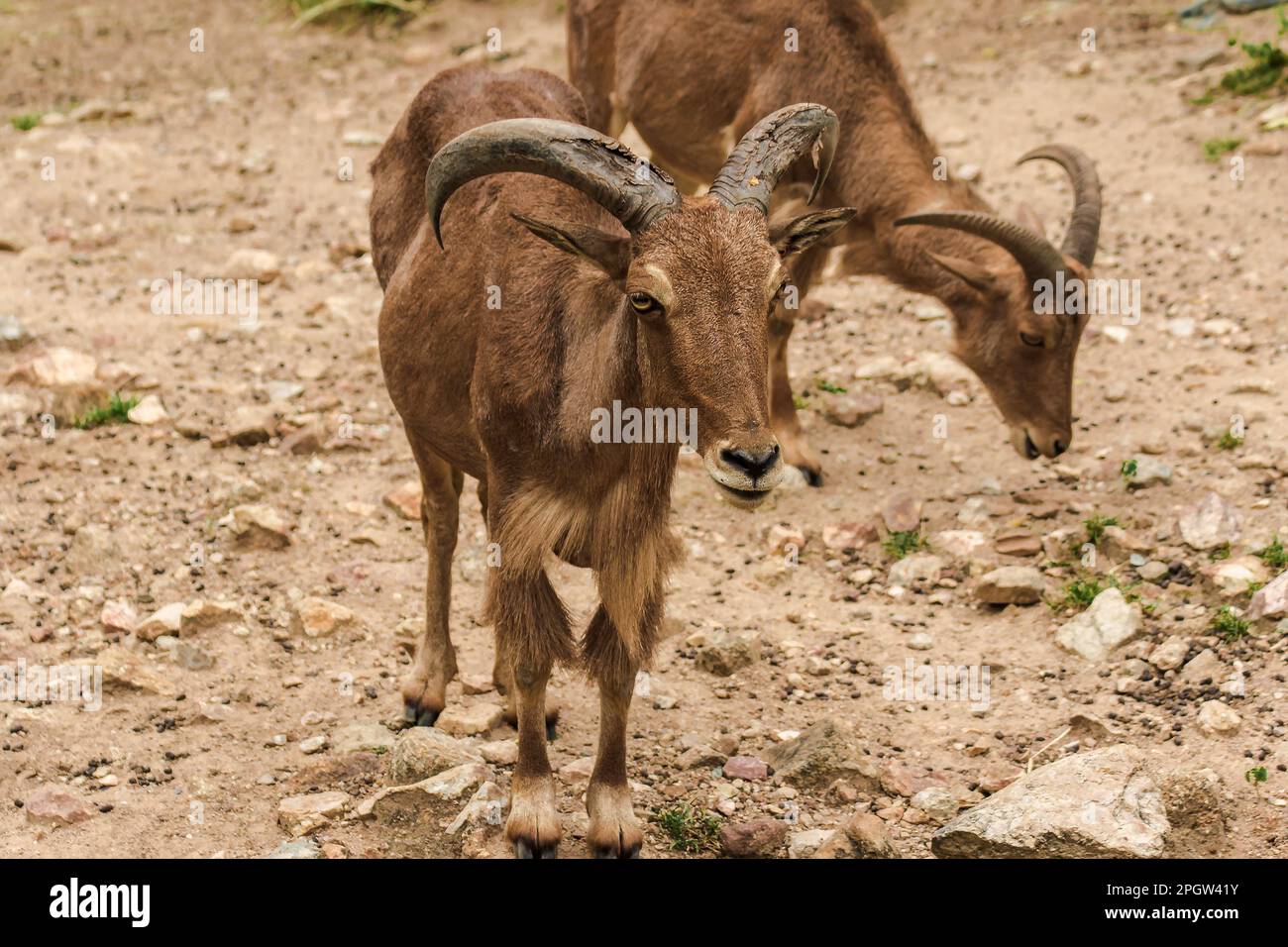 Barbary Sheep standing on a rock. Barbary Sheep are large sheep. Light ...