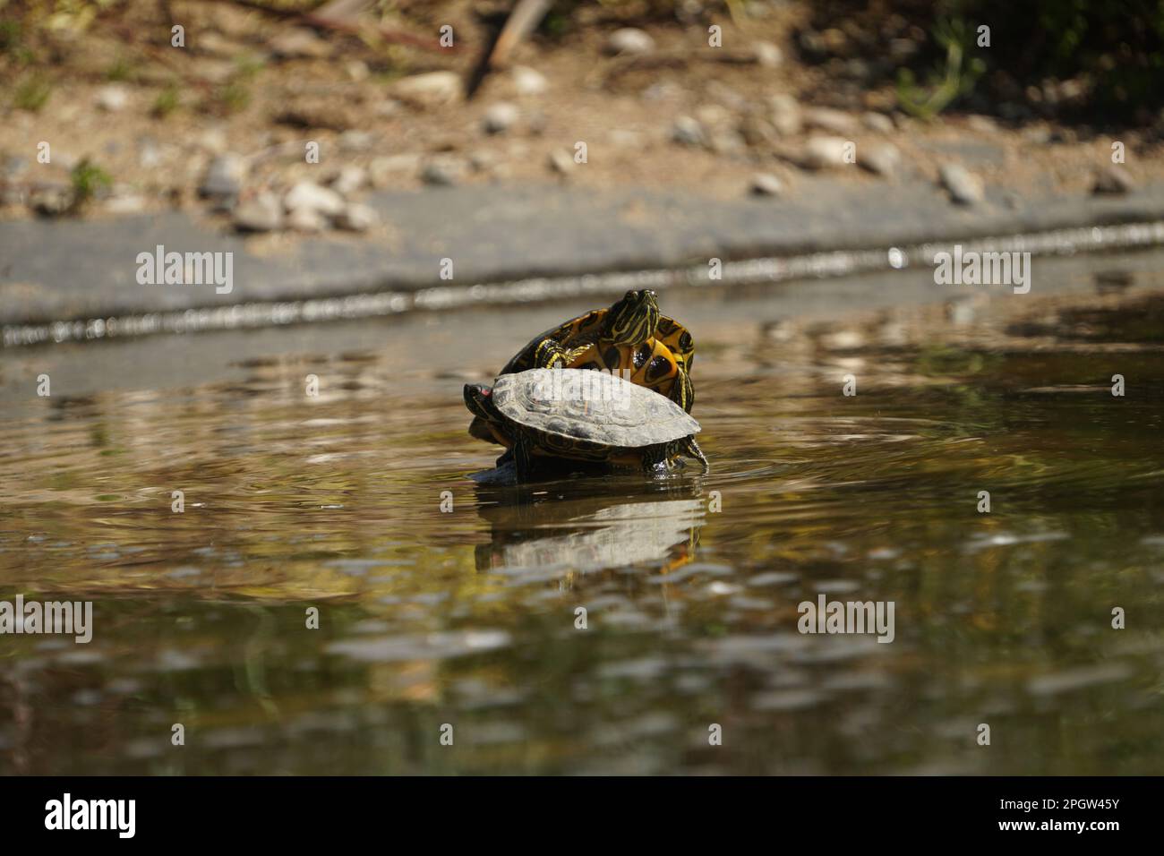 Freshwater turtle sunbathing on the rock, resting Stock Photo - Alamy