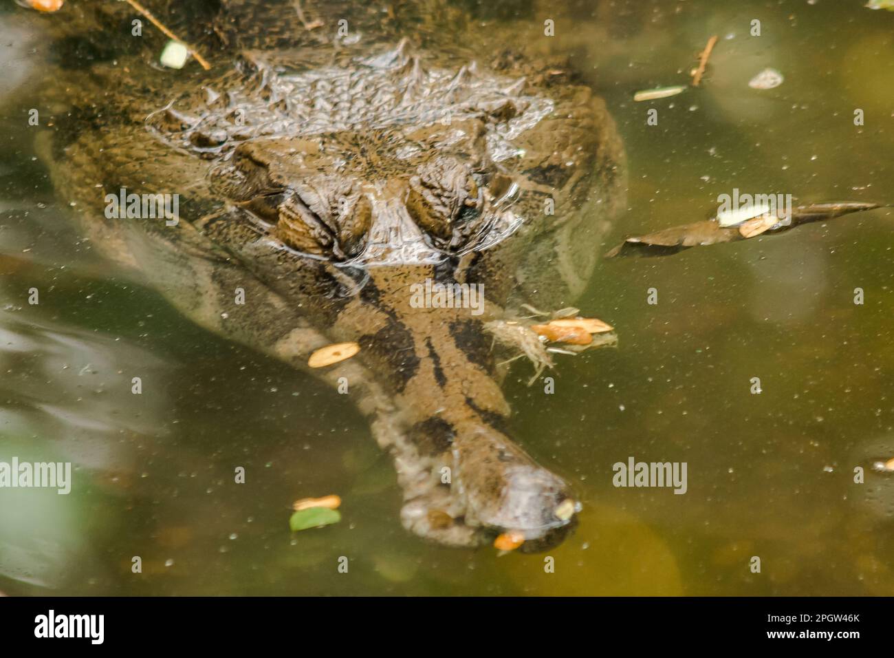 The False Gharial header is under water. False Gharial The body is ...