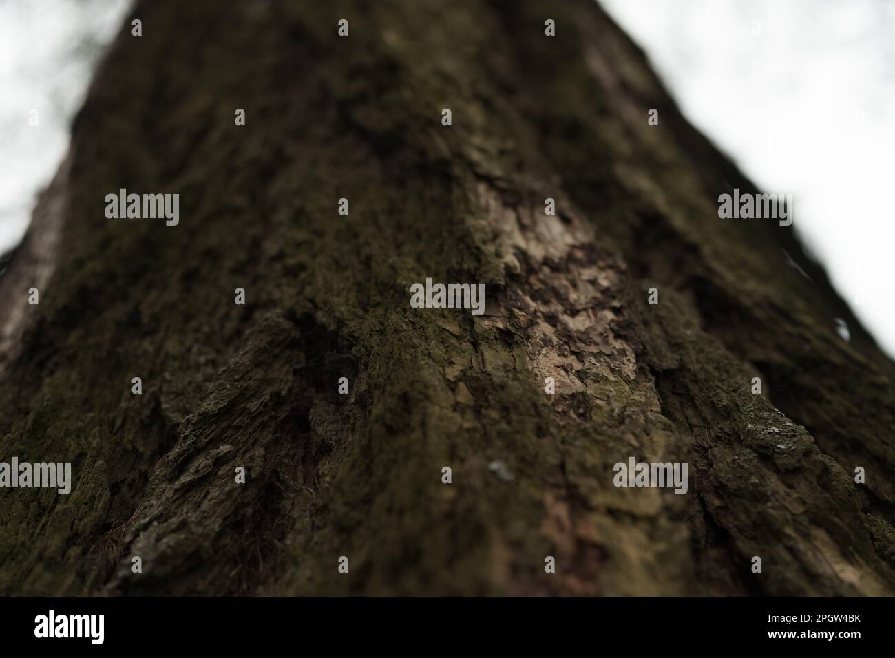 Closeup photo of larch tree trunk, shallow focus Stock Photo - Alamy