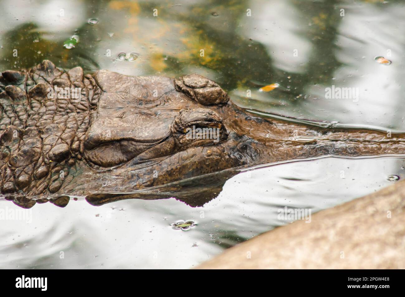 The False Gharial header is under water. False Gharial The body is ...