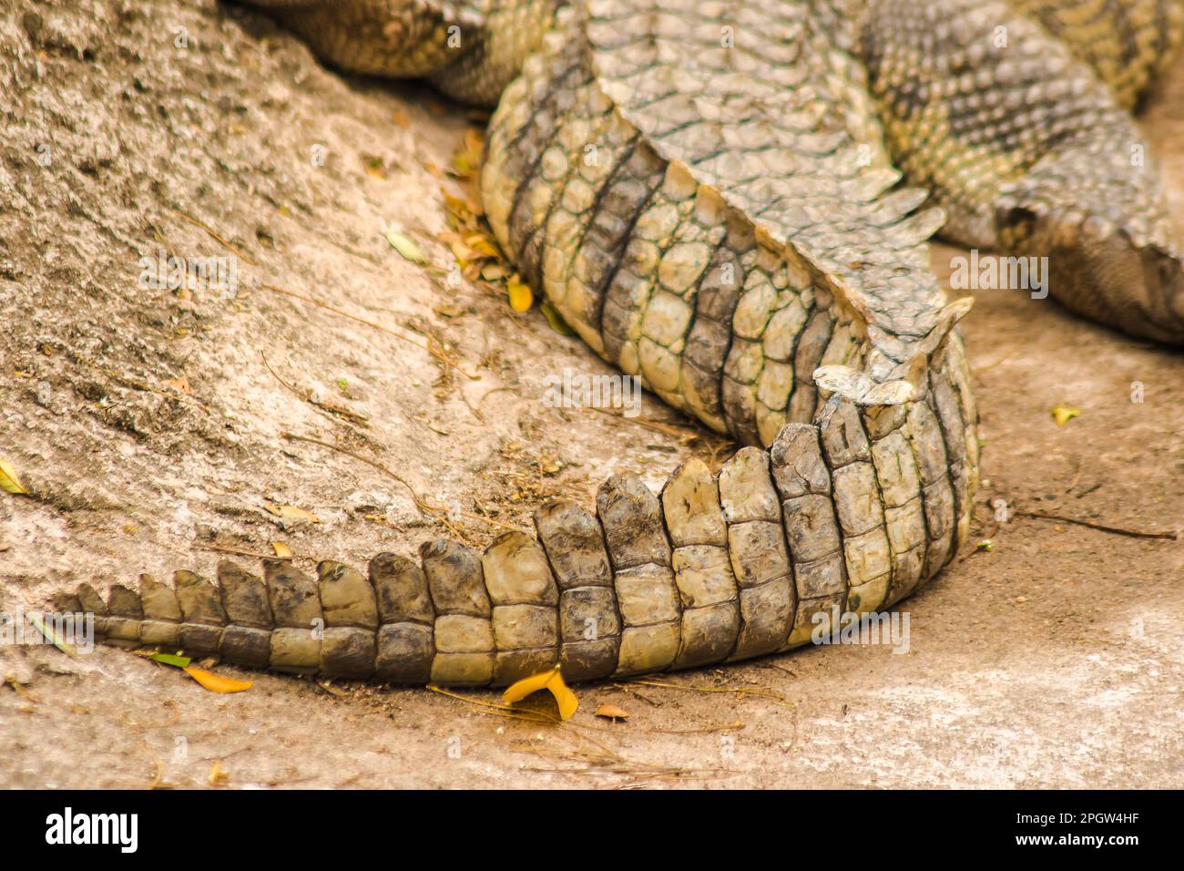 People With Animal Tails