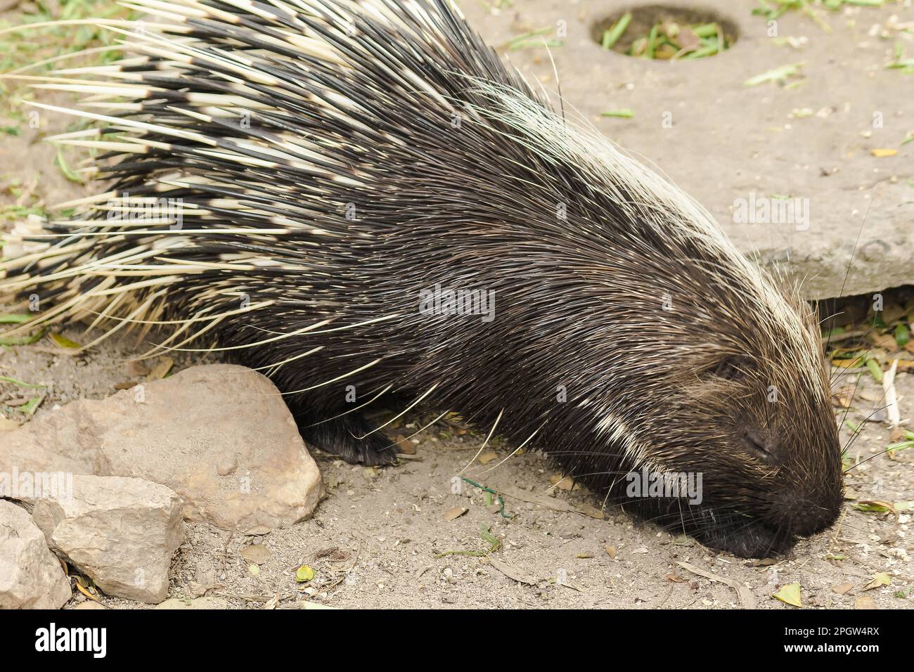 Indian hedgehog hi-res stock photography and images - Alamy
