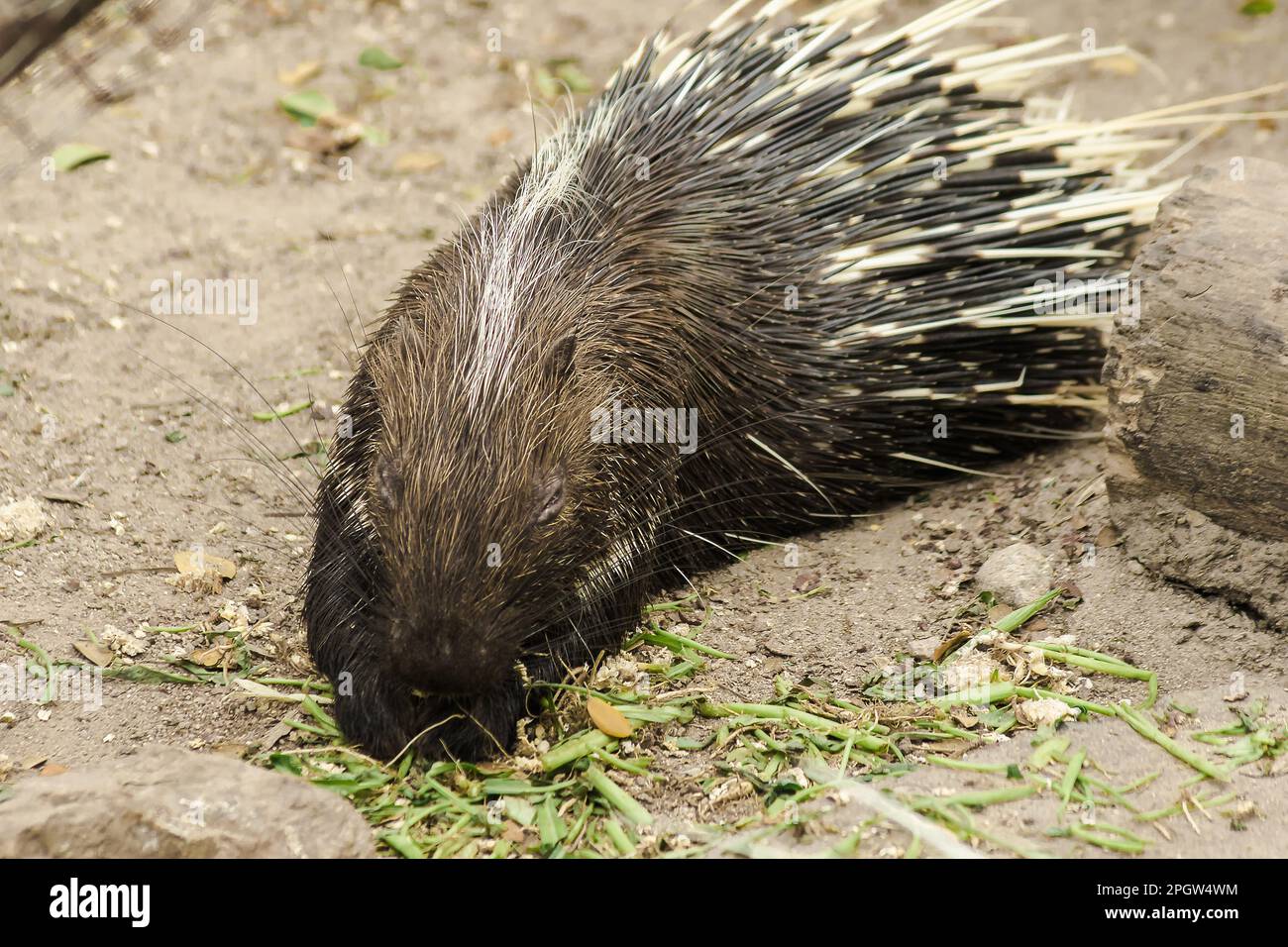 Indian hedgehog hi-res stock photography and images - Alamy