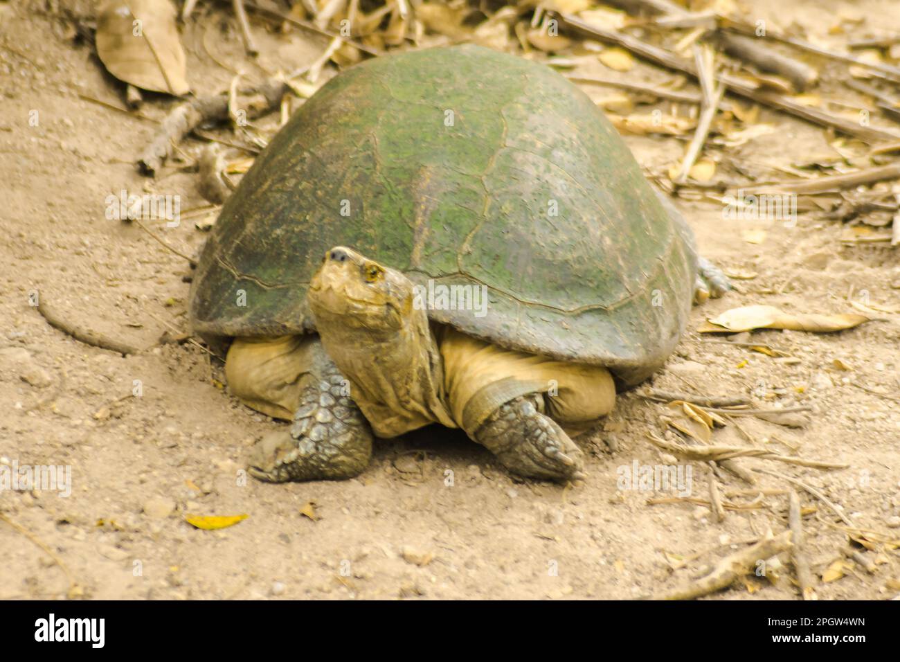 Yellow-headed Temple Turtle (Hieremys annandalii) on sand Hieremys ...
