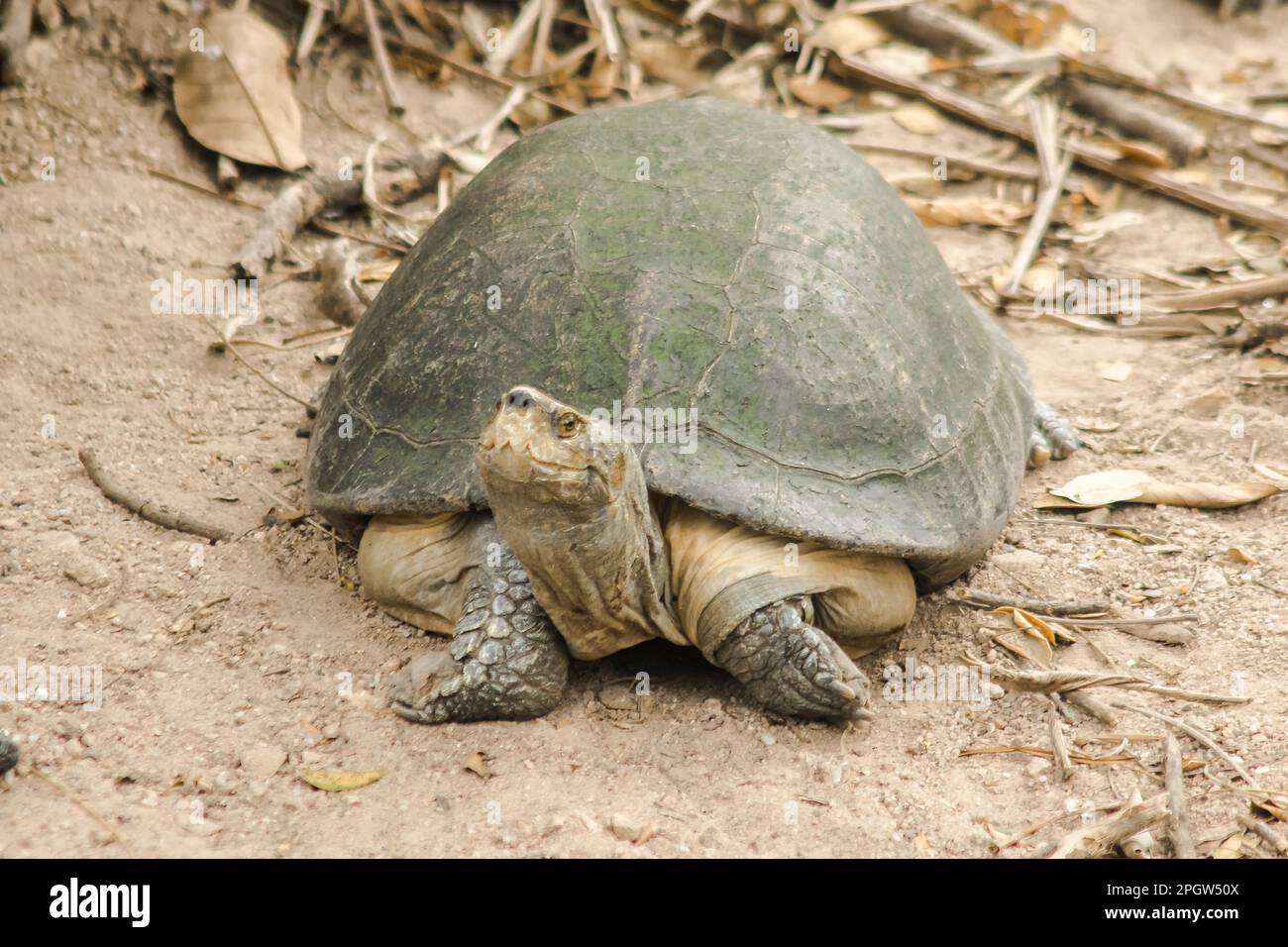 Yellow-headed Temple Turtle (Hieremys annandalii) on sand Hieremys ...