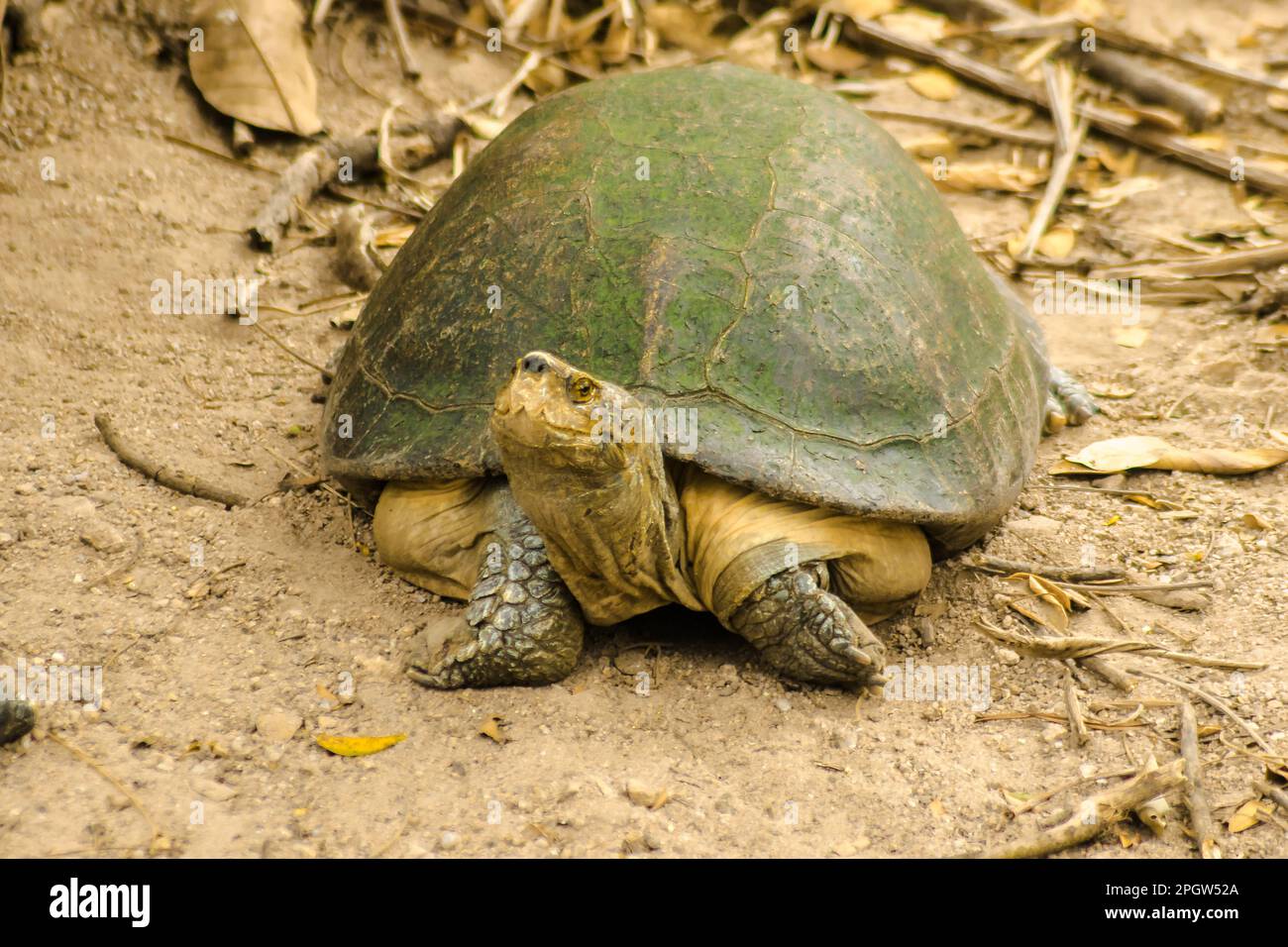 Yellow-headed Temple Turtle (Hieremys annandalii) on sand Hieremys ...