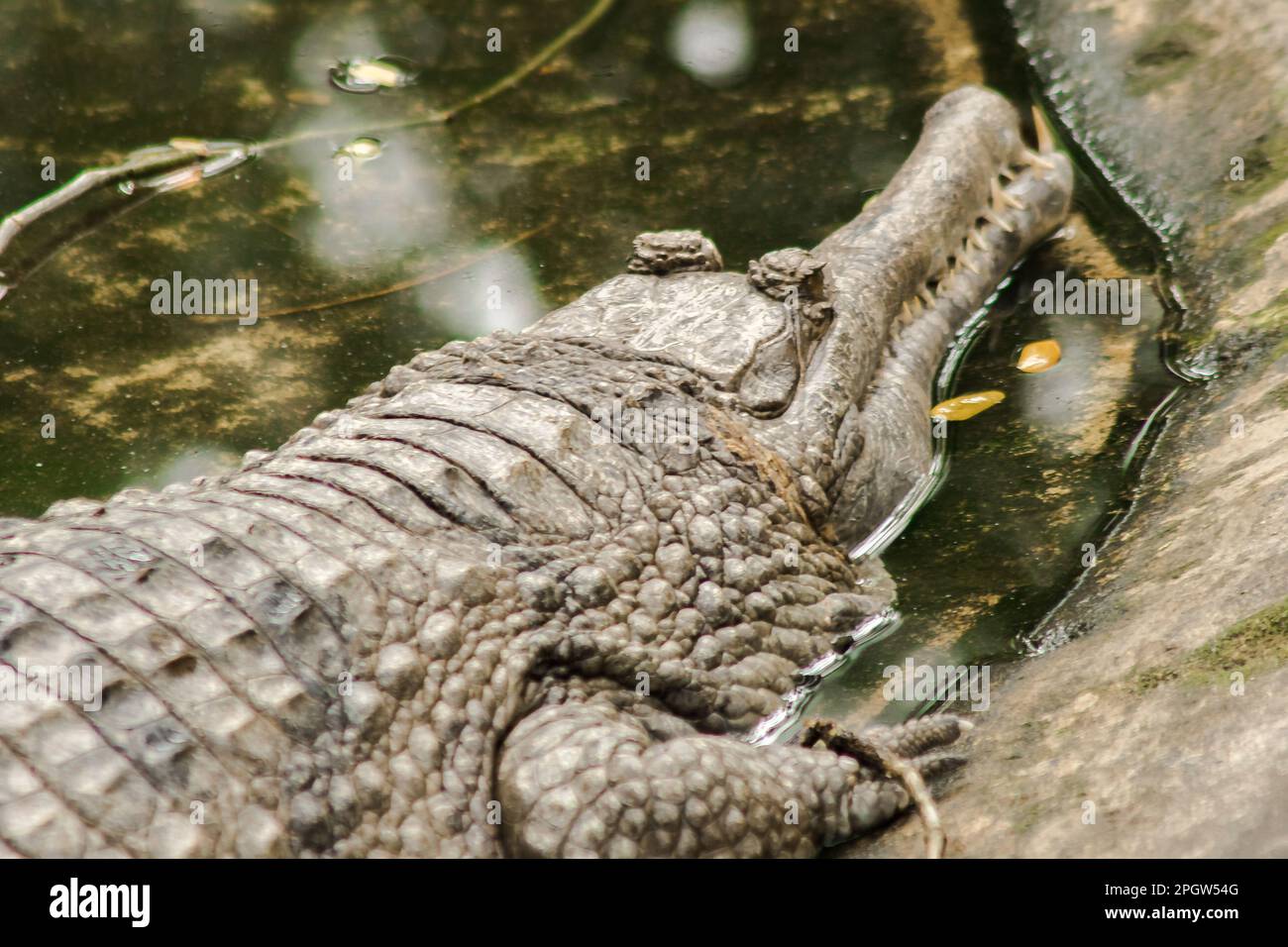 Tomistoma schlegelii was calm in the pond. Found in rivers and lakes ...