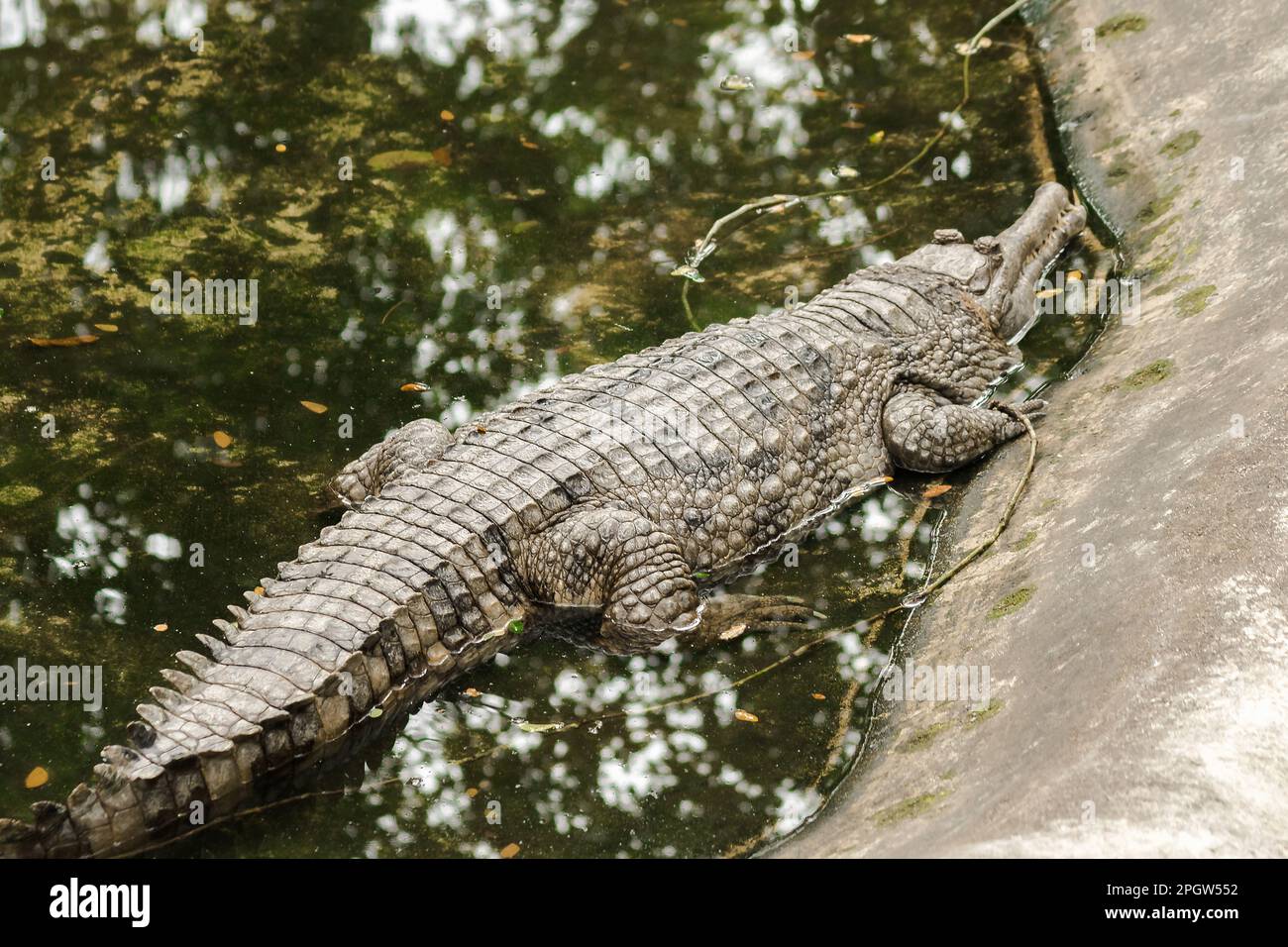 Tomistoma schlegelii was calm in the pond. Found in rivers and lakes ...