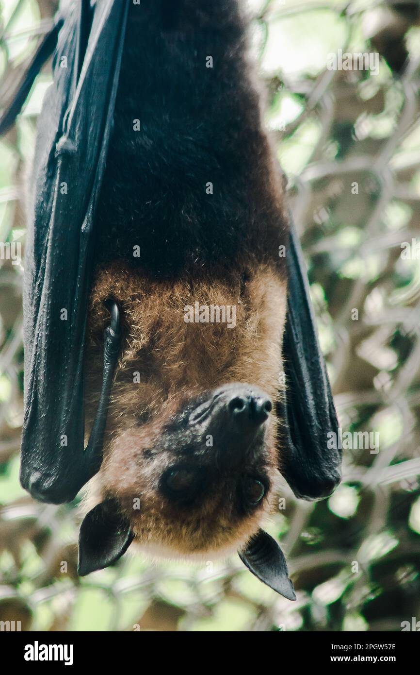 Lyles flying fox hanging upside down in a zoo cage The flying fox is a ...