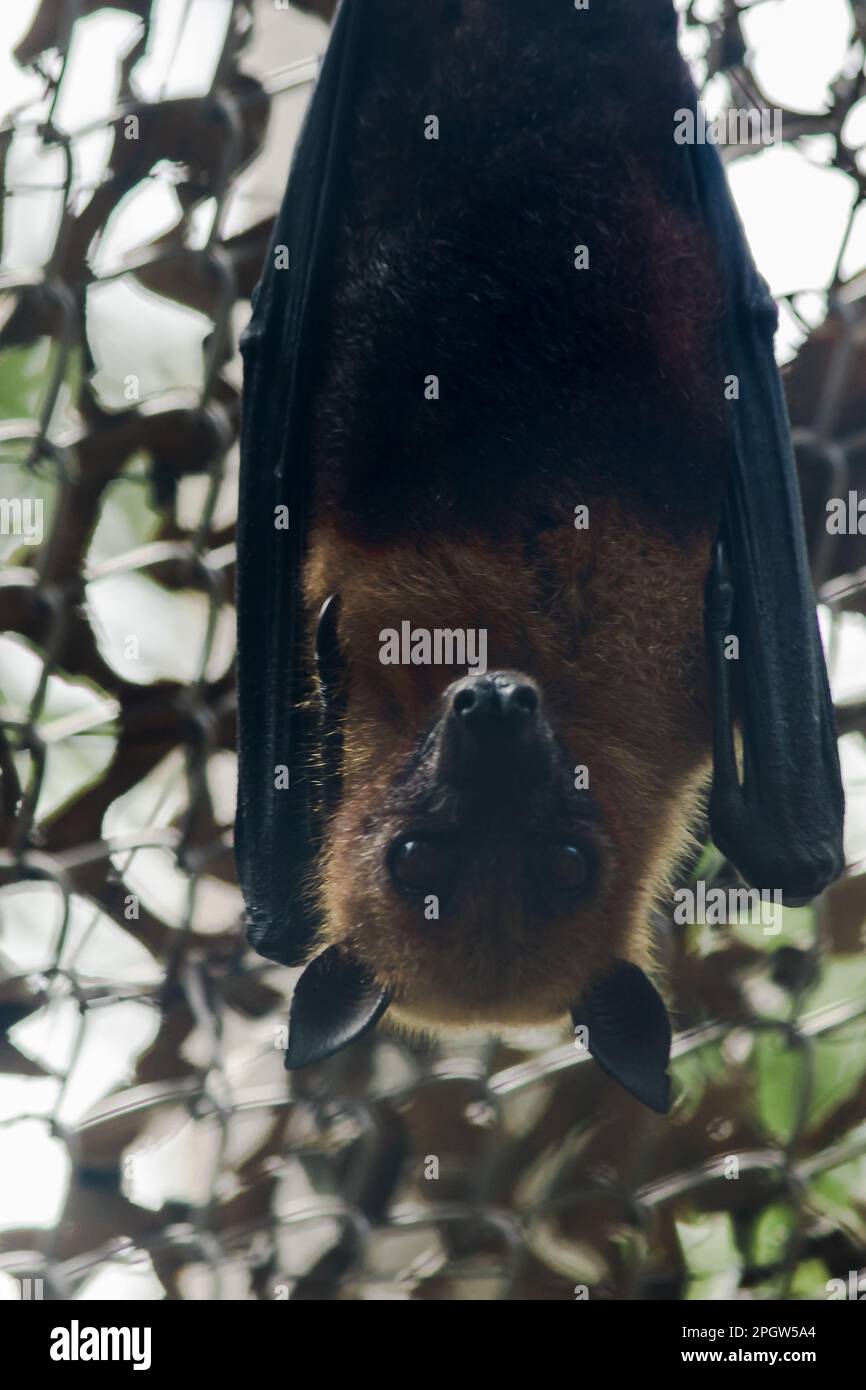 Lyles flying fox hanging upside down in a zoo cage The flying fox is a ...