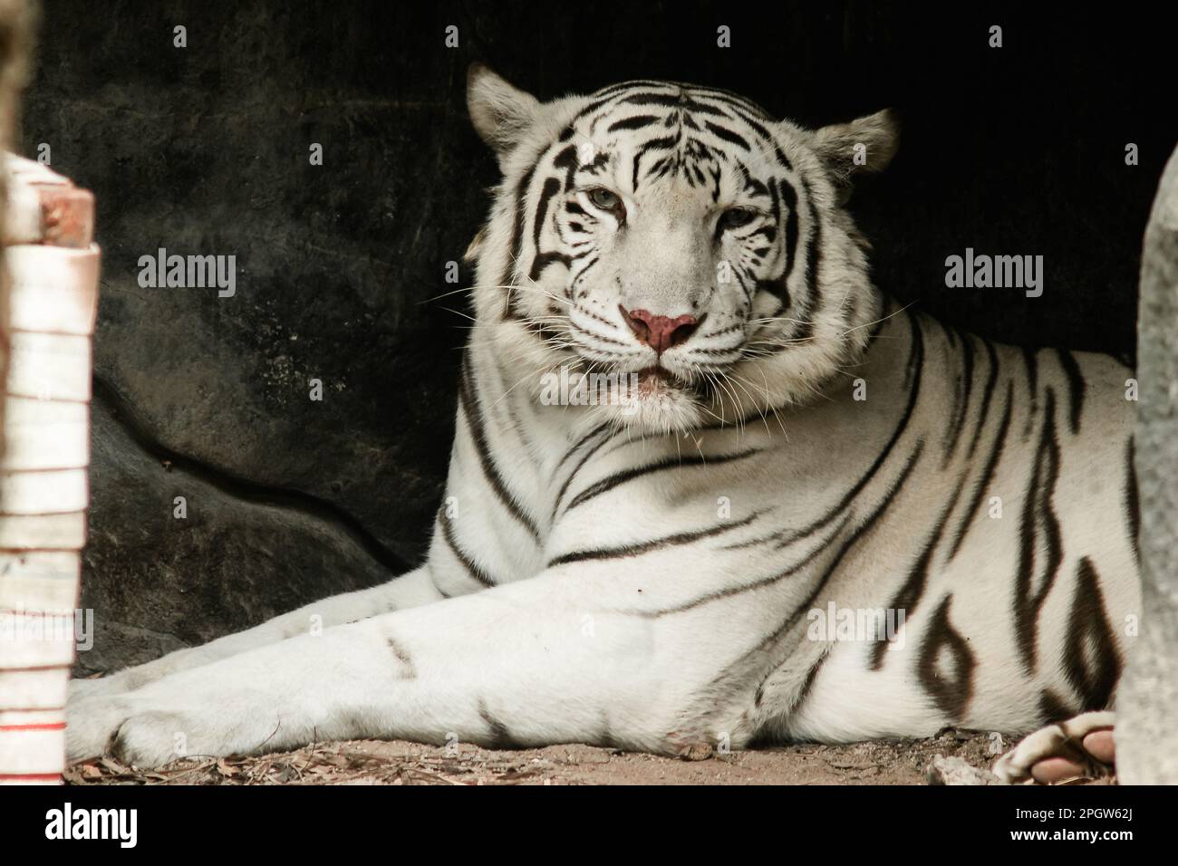 The White Tiger lay on the ground, gazing with frightening eyes. White ...