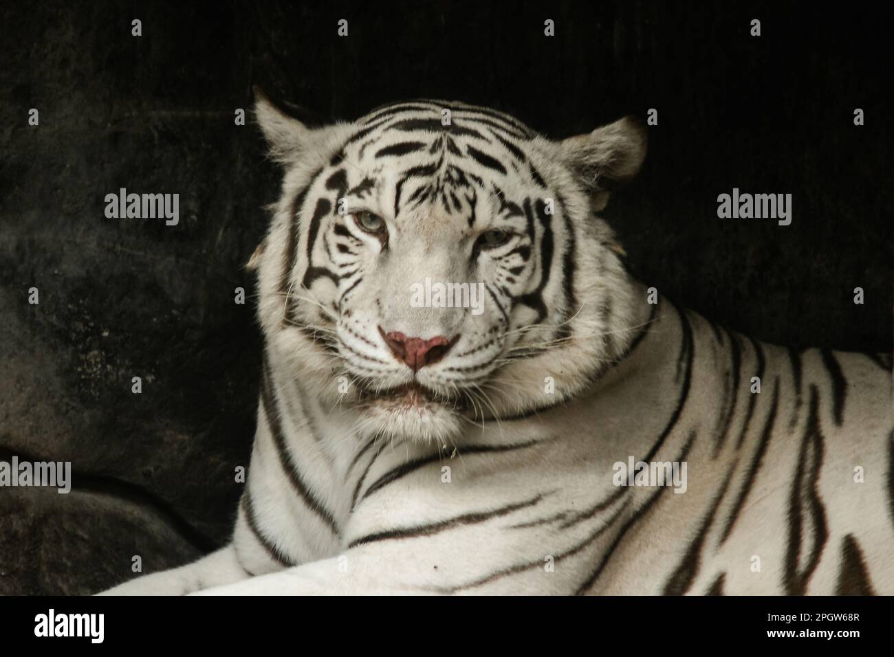 The White Tiger lay on the ground, gazing with frightening eyes. White ...