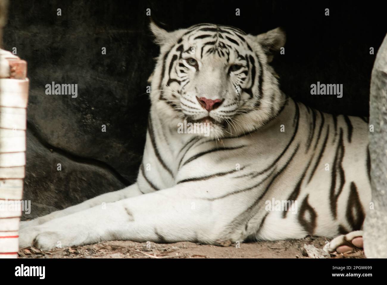 The White Tiger lay on the ground, gazing with frightening eyes. White ...