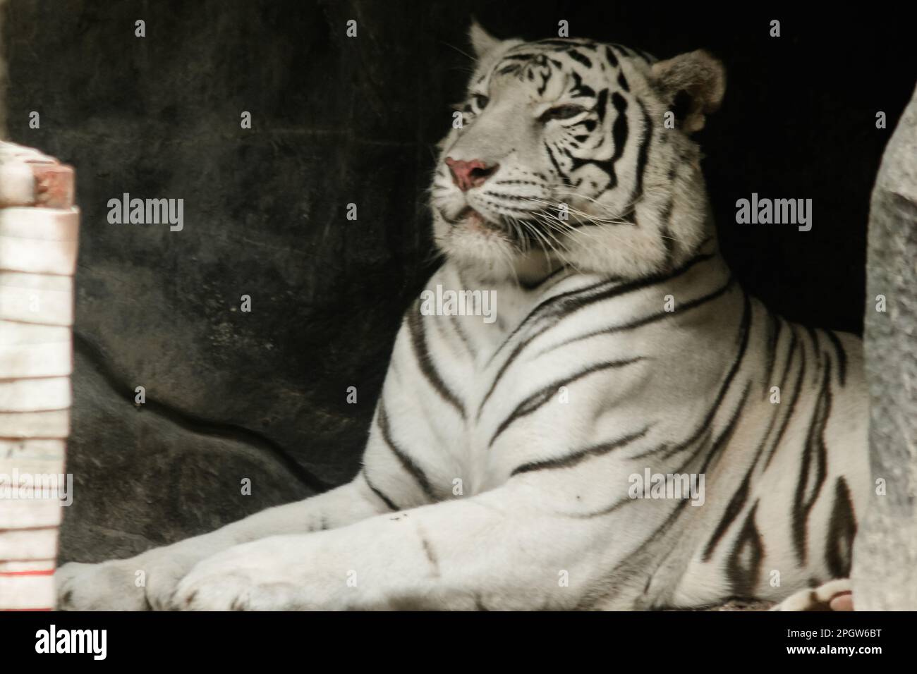 The White Tiger lay on the ground, gazing with frightening eyes. White ...