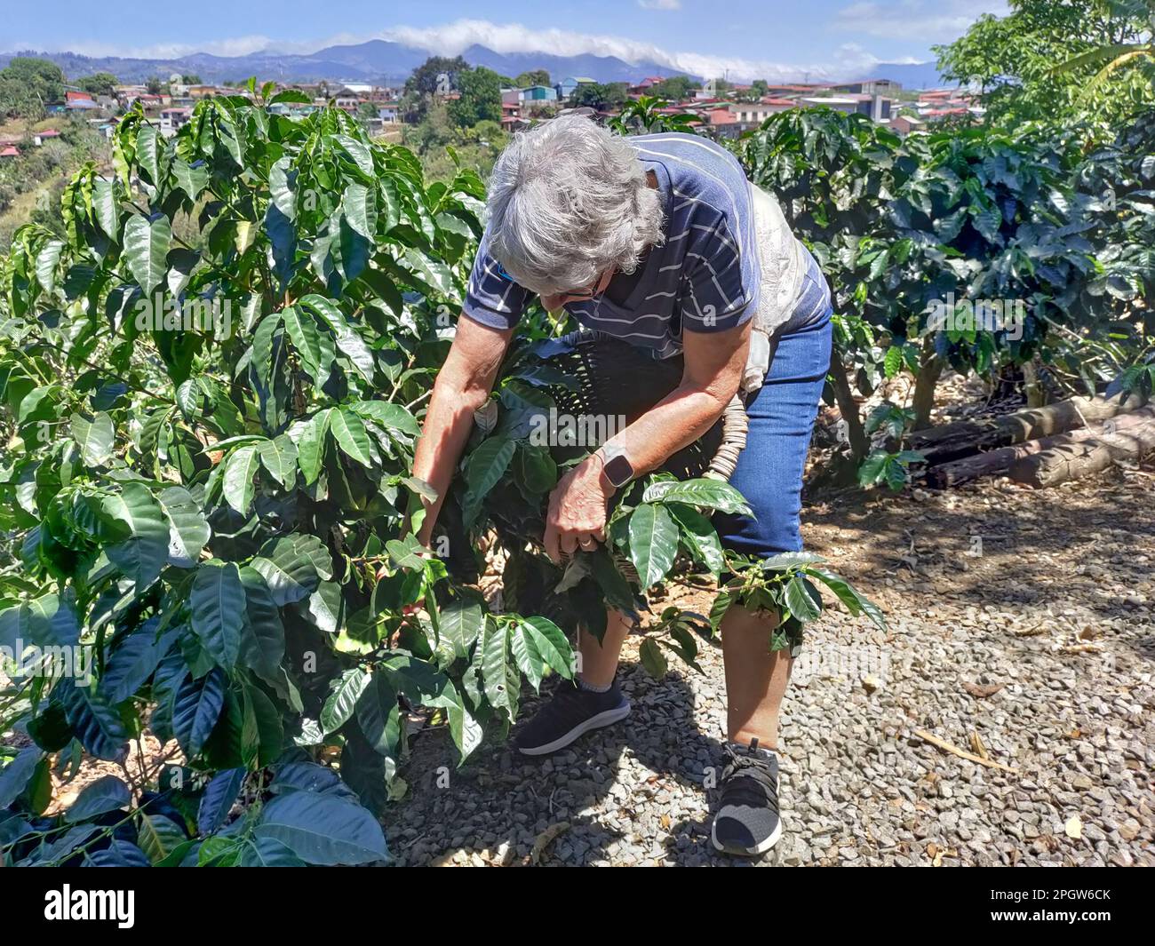 Naranjo, Costa Rica - A tourist tries picking coffee beans at the ...