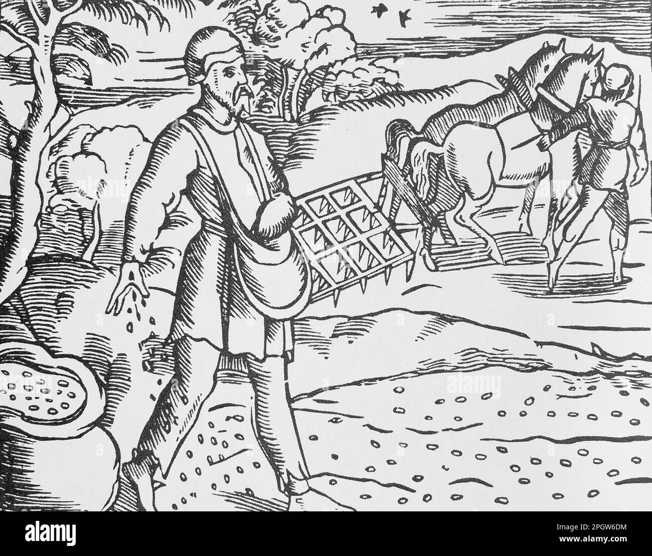 ELIZABETHAN FARMER sowing seed after the field has been harrowed Stock ...