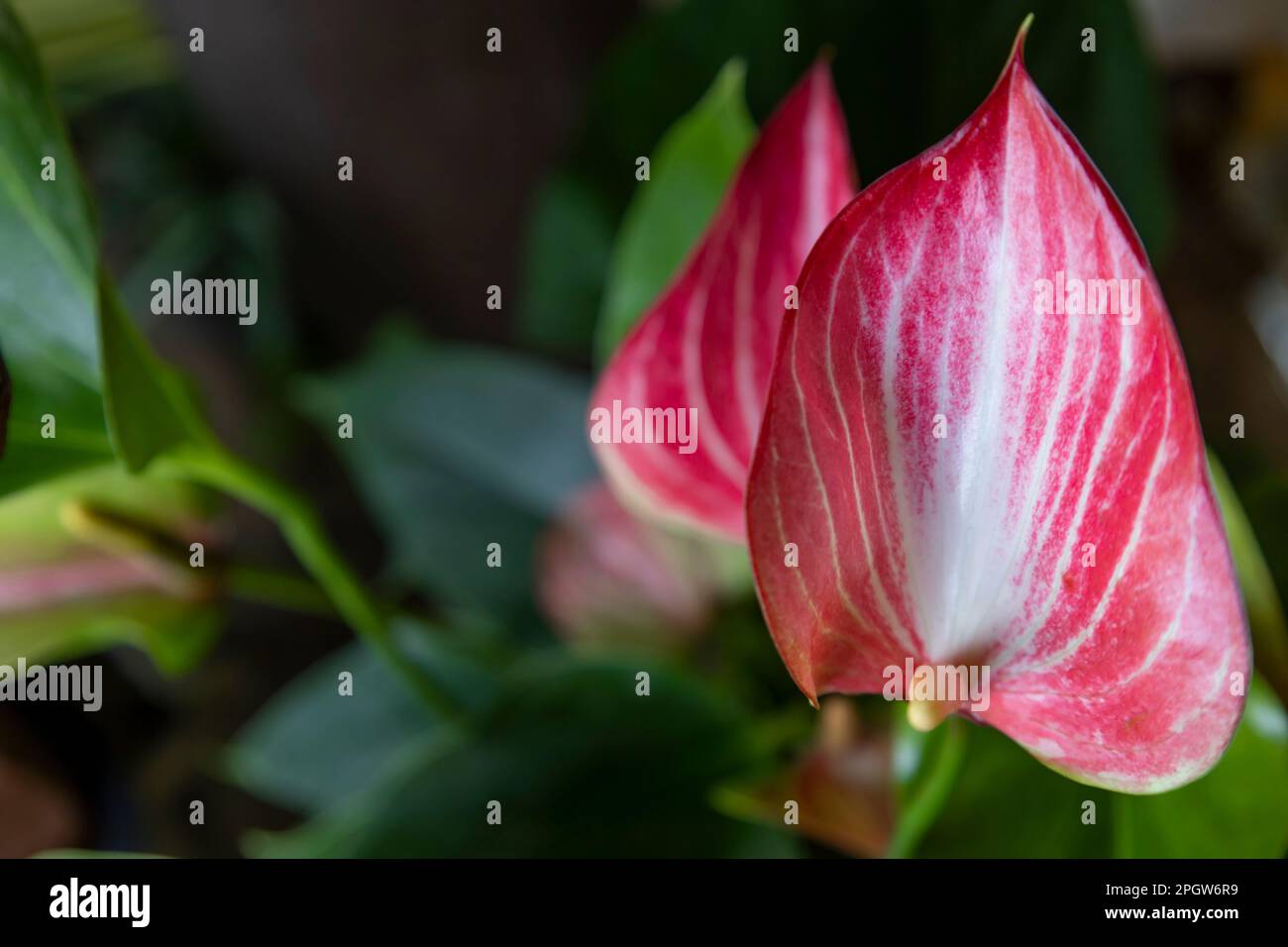 Red flamingo lily anthurium hi-res stock photography and images - Alamy
