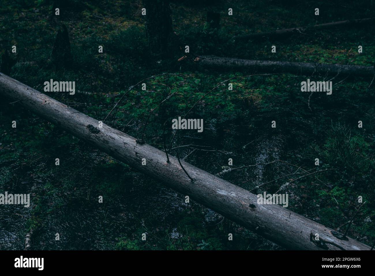 A solitary dead tree in a moody forest landscape at night, illuminated ...