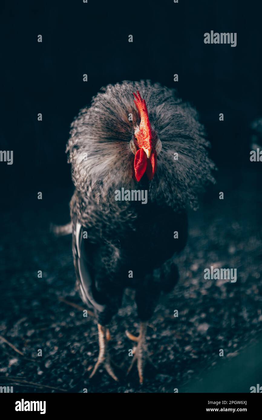 A proud black rooster with a red beak confidently strides across the ...
